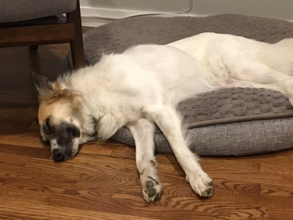 FUZZY FRIENDS - Updated December 2025 - 23 Photos & 45 Reviews - 203 SW ...