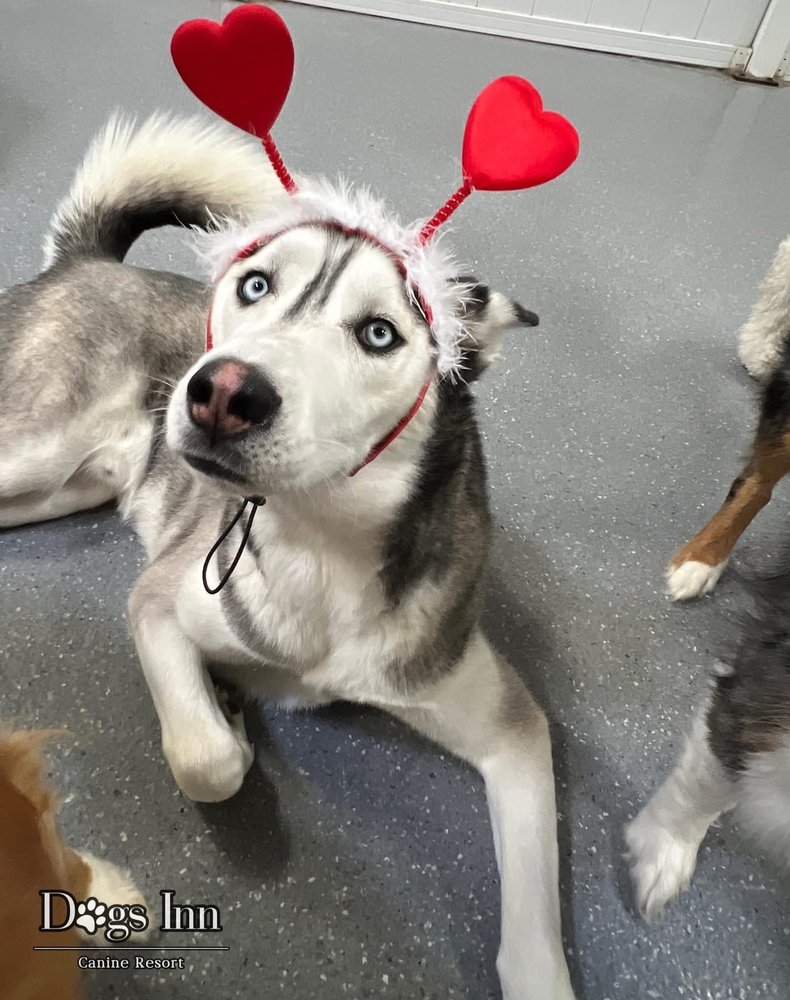 DOGS INN - Updated August 2025 - 2401 SE Tones Dr, Ankeny, Iowa - Pet ...