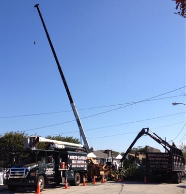 NORTH EASTERN TREE SERVICE - Updated October 2025 - 29 Photos & 104 ...