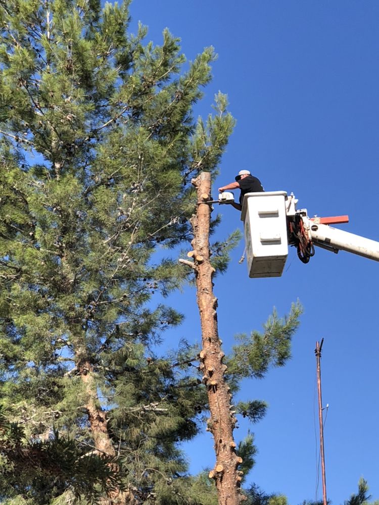 MIKES TREE SERVICE - Updated January 2026 - 10 Photos & 25 Reviews ...