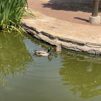 CSUN POND - Updated January 2026 - 343 Photos & 87 Reviews - 18111 ...