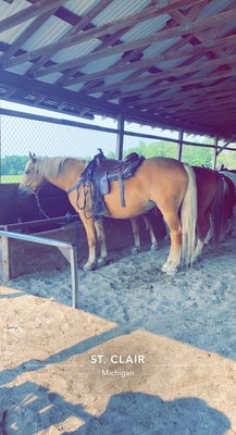 PINE RIVER STABLES - Updated October 2025 - 22 Photos & 22 Reviews ...