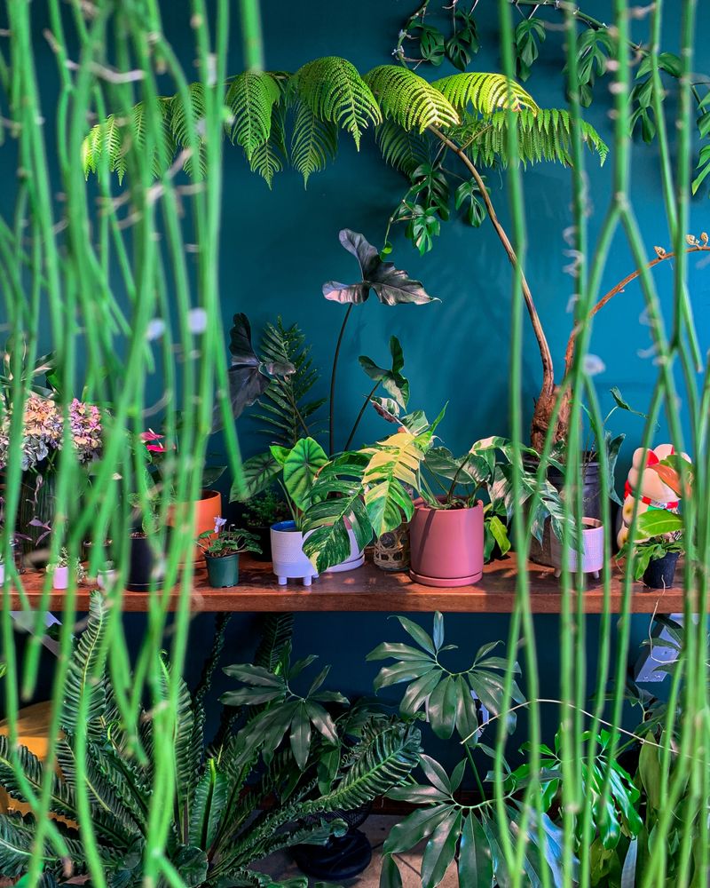 PLANTOEM - Updated June 2024 - 457 Photos & 98 Reviews - 3457 Waialae ...