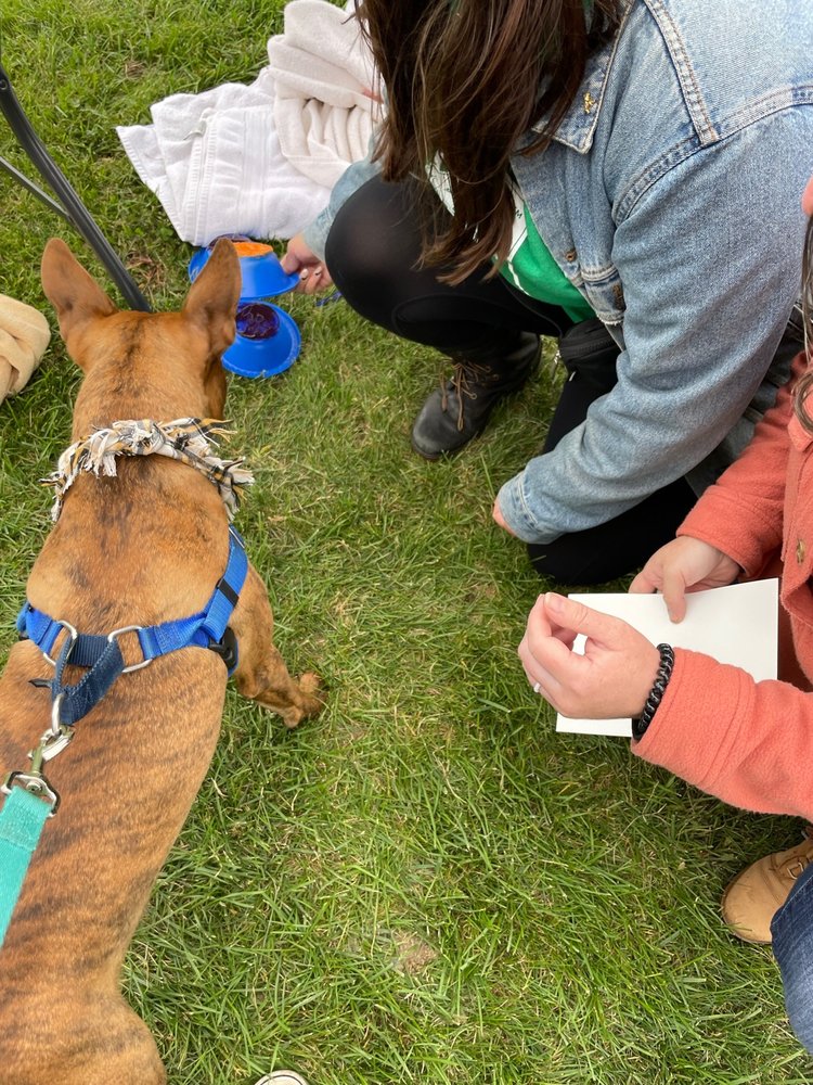 CITY DOGS - CLEVELAND - Updated September 2025 - 19 Photos - 9203 ...