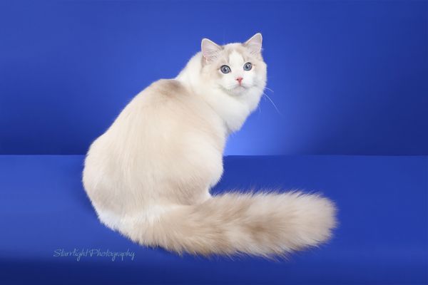 FURREAL RAGDOLLS - Updated July 2025 - San Francisco, California - Pet ...