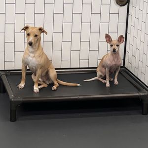 CITY DOGS - Updated May 2025 - 73 Photos & 129 Reviews - 1832 18th St ...