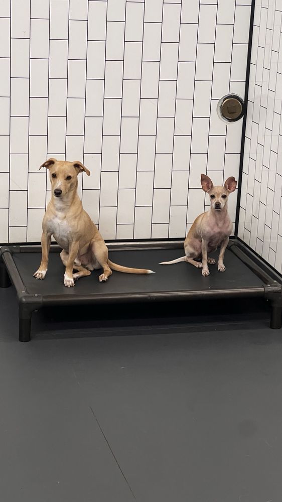 DISTRICT DOGS NATIONAL LANDING - Updated January 2026 - 10 Reviews ...