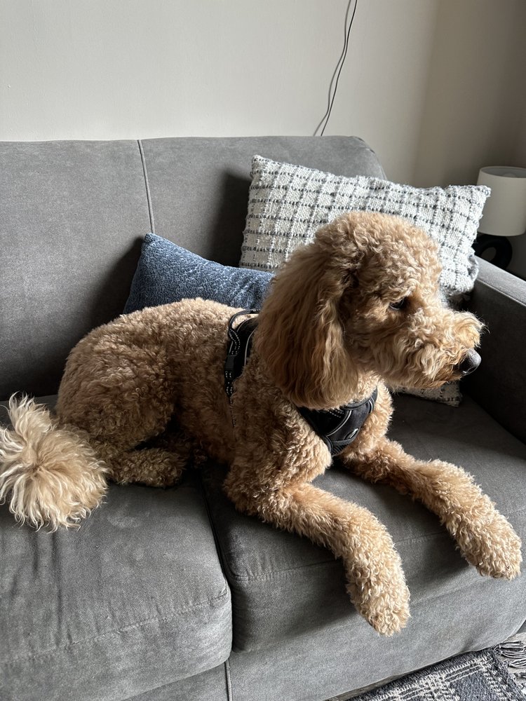 THE AGGIE PAW - Updated June 2024 - 14 Photos - College Station, Texas ...