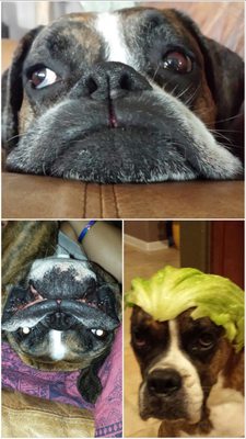 LONE STAR BOXER RESCUE - Updated July 2025 - 21175 Tomball Pkwy ...