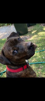 105 PYMBLE HOUSE - Updated January 2026 - 10 Photos - 1/105 Grandview ...