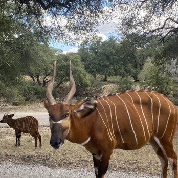 NATURAL BRIDGE WILDLIFE RANCH - Updated December 2025 - 1806 Photos ...