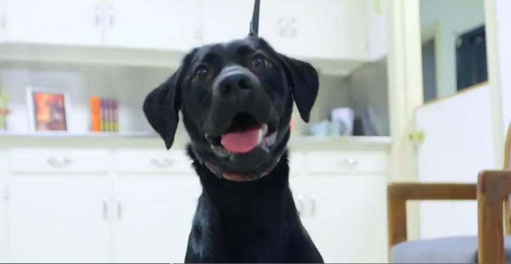 BLUE CROSS VETERINARY CLINIC - Updated December 2025 - 20 Photos - 916 ...