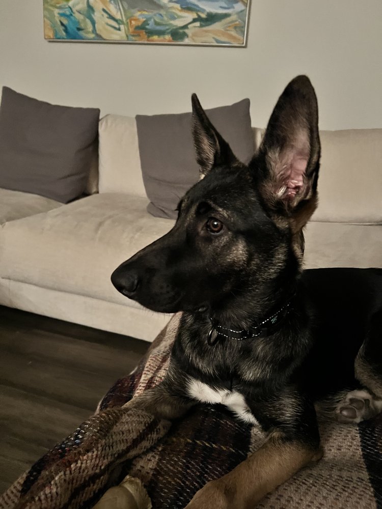 AUSTIN DOG ZONE - Updated December 2025 - 32 Photos & 40 Reviews ...