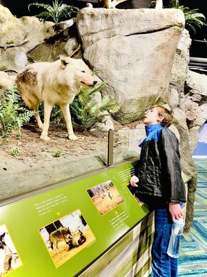 INTERNATIONAL WOLF CENTER - Updated October 2025 - 79 Photos & 33 ...