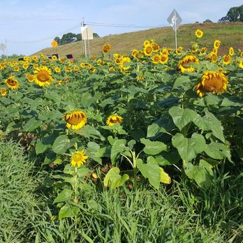 THE ANDERSON SUNFLOWER FARM - Updated May 2026 - 82 Photos & 25 Reviews ...