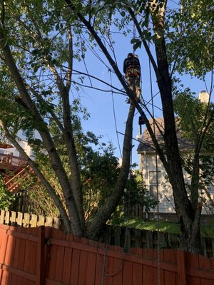 DJ TREE SERVICE - Updated December 2025 - Request a Quote - 24 Photos ...