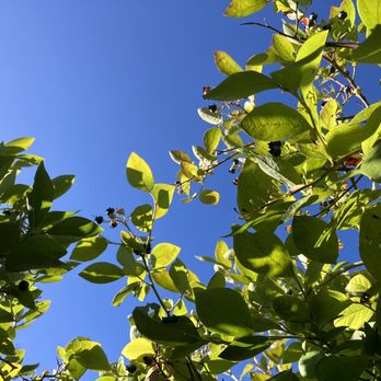 CHARLOTTE’S BLUEBERRY PARK - Updated January 2026 - 78 Photos & 22 ...