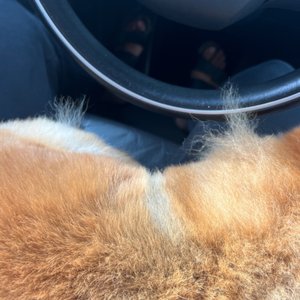 PETSMART - 116 Photos & 169 Reviews - 730 S Sepulveda Blvd, El Segundo ...