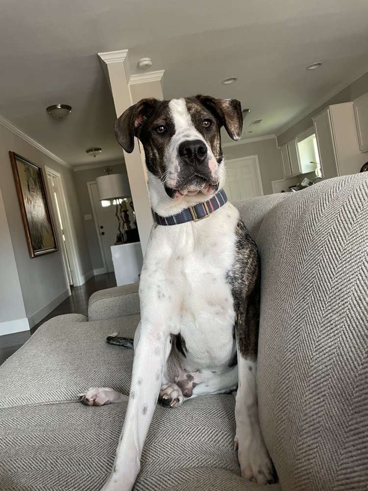 DALLAS PET DEN - Updated December 2025 - 65 Photos & 188 Reviews - 6444 ...