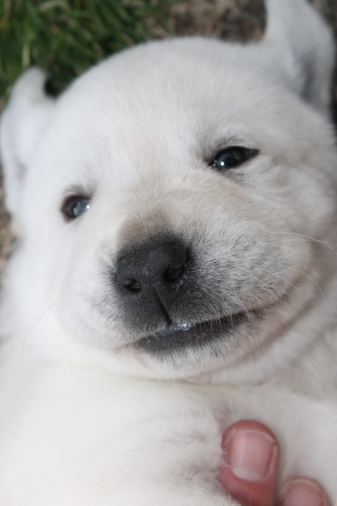 DIAMOND M LABRADORS - Updated June 2025 - Request Information - 13 ...