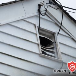 RODENT CONTROL - 70 Photos & 223 Reviews - 5455 Wilshire Blvd, Los ...