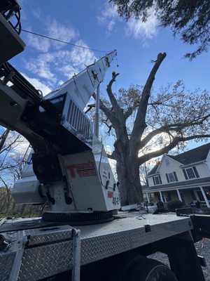 TYSON’S TREE SERVICE - Updated June 2026 - 22 Photos & 41 Reviews ...