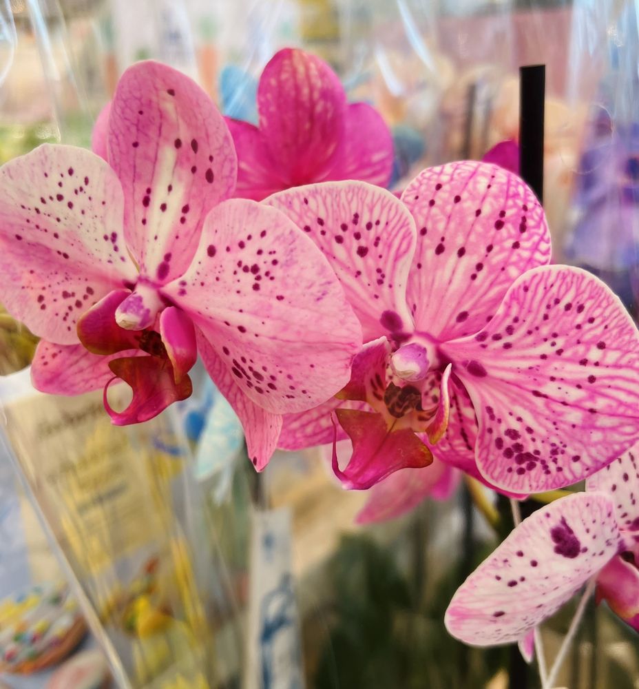 TARGET - Updated August 2025 - 79 Photos & 110 Reviews - 6150 W Touhy ...