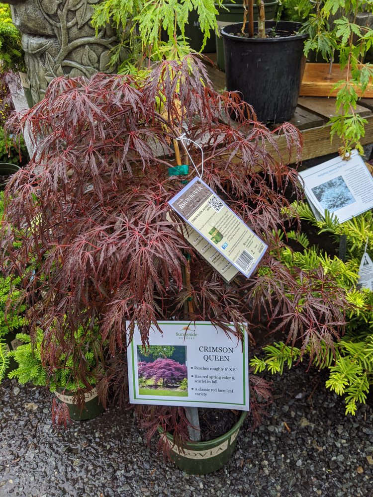 SUNNYSIDE NURSERY - 49 Photos & 49 Reviews - 3915 Sunnyside Blvd ...