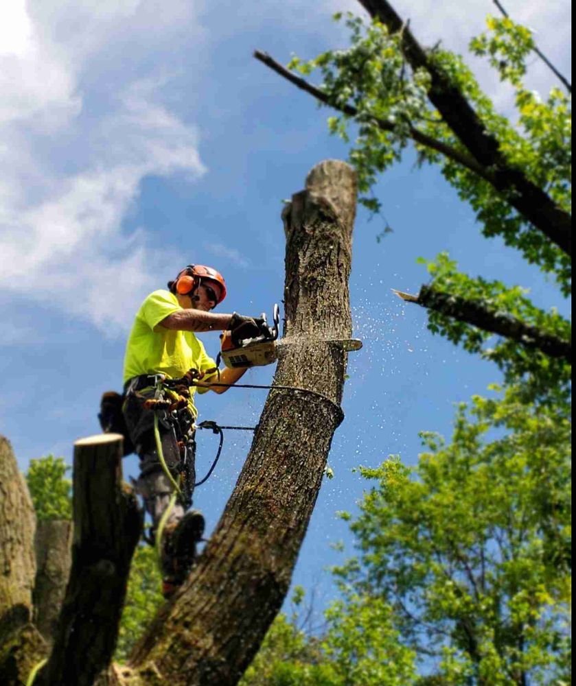 CARLOS TREE SERVICE & LANDSCAPING - Updated December 2025 - Request a ...