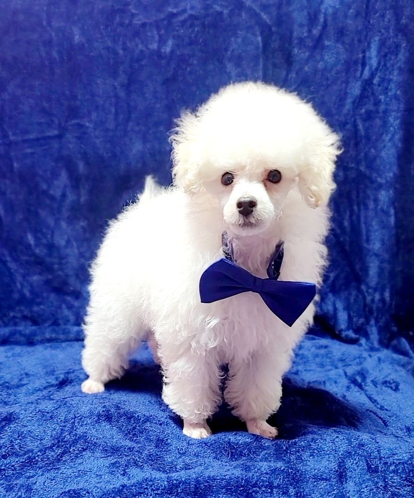 SPINKS PUPPIES - Updated December 2025 - 5509 Riddles Bend Rd, Rainbow ...