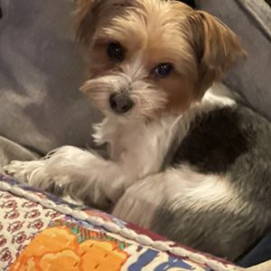 PET CENTER OLD BRIDGE - Updated May 2025 - 42 Photos & 15 Reviews ...