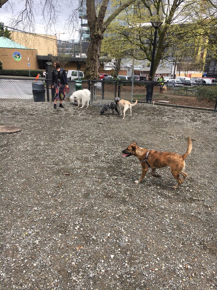 DENNY PARK OFF-LEASH AREA - Updated October 2025 - 100 Dexter Ave N ...