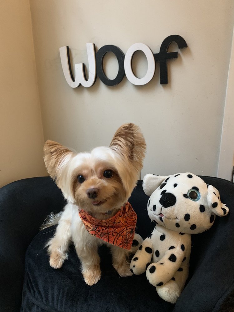 PRIMP MY PET - Updated October 2025 - 17 Photos - Smyrna, Georgia - Pet ...