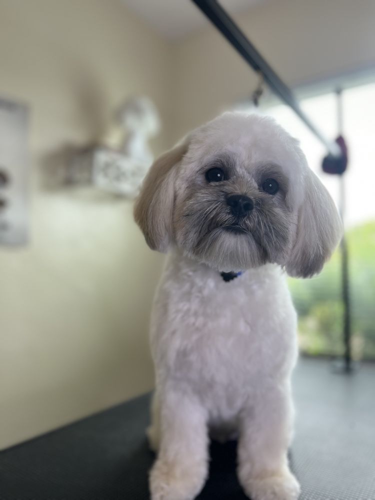Dog Grooming Chula Vista