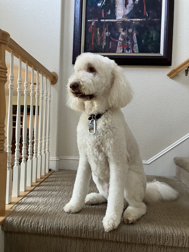 THE PRANCING POODLE - Updated August 2024 - 39 Photos & 72 Reviews ...