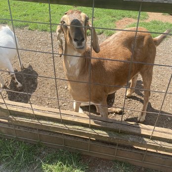 BRIGHT’S ZOO - Updated April 2025 - 68 Photos & 35 Reviews - 3425 Hwy ...