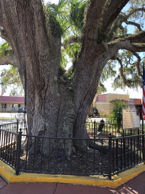 THE OLD SENATOR TREE - Updated August 2024 - 27 Photos & 11 Reviews ...