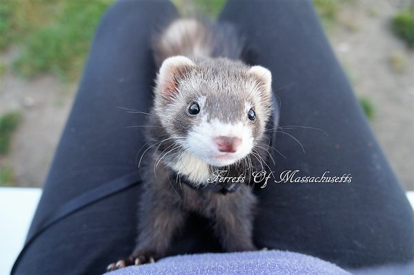 FERRETS OF MASSACHUSETTS - Updated August 2025 - 151 Bussey St, Dedham, Massachusetts - Animal ...