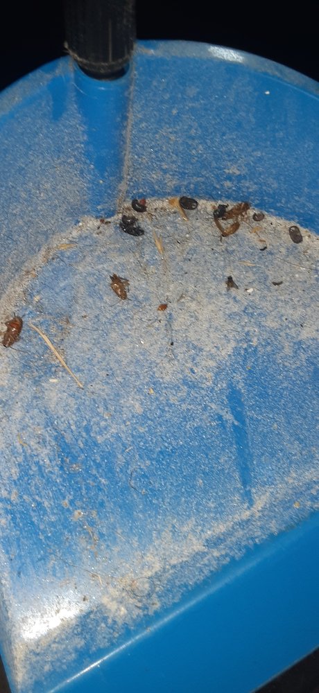 ARRINGTON TERMITE & PEST CONTROL - Updated November 2025 - 14 Photos ...