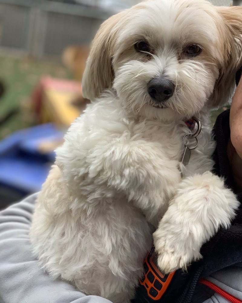 PITTSBURGH PAWS PET RESORT - Updated May 2024 - 16 Photos & 15 Reviews ...