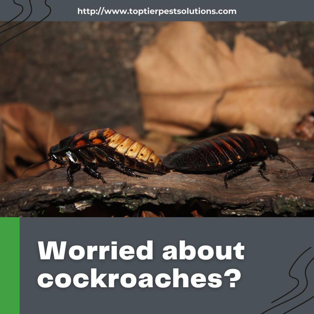 TOP TIER PEST SOLUTIONS - Updated December 2025 - Request a Quote - 17 ...