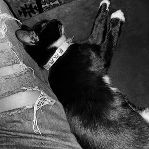 SMALL MIRACLES CAT & DOG RESCUE - Updated August 2025 - 15 Photos & 86 ...