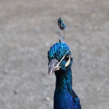 OLYMPIC GAME FARM - 722 Photos & 343 Reviews - 1423 Ward Rd, Sequim ...