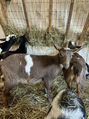 ST CROIX VALLEY HOBBY FARM - Updated November 2025 - 61 Photos - 65 WI ...