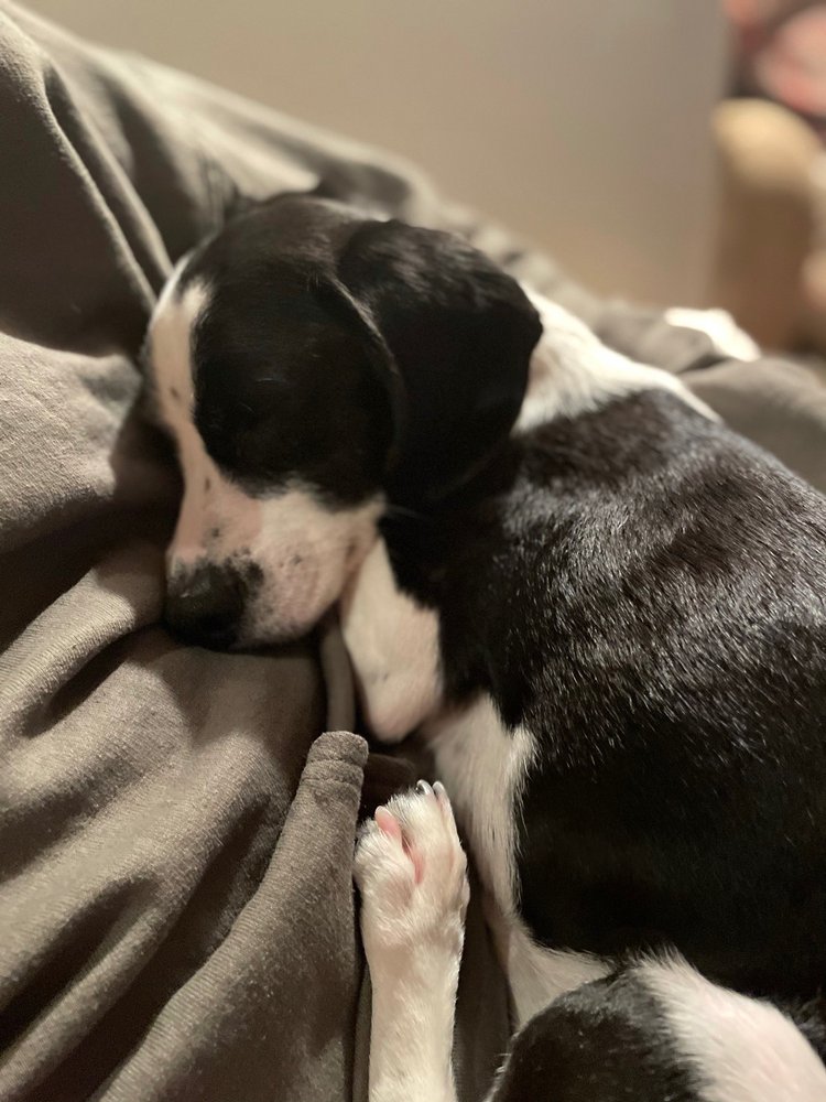 HOUSTON DOG RANCH - Updated December 2025 - 35 Photos & 38 Reviews ...