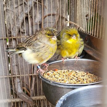 CALIFORNIA BACKYARD BIRDS, INC - Updated December 2025 - 14 Photos & 40 ...