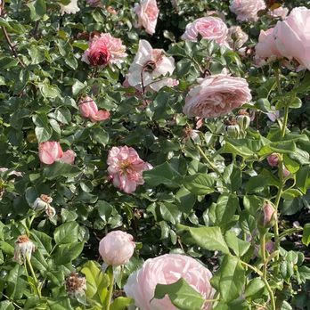MAPLEWOOD ROSE GARDEN - Updated October 2025 - 109 Photos & 11 Reviews ...