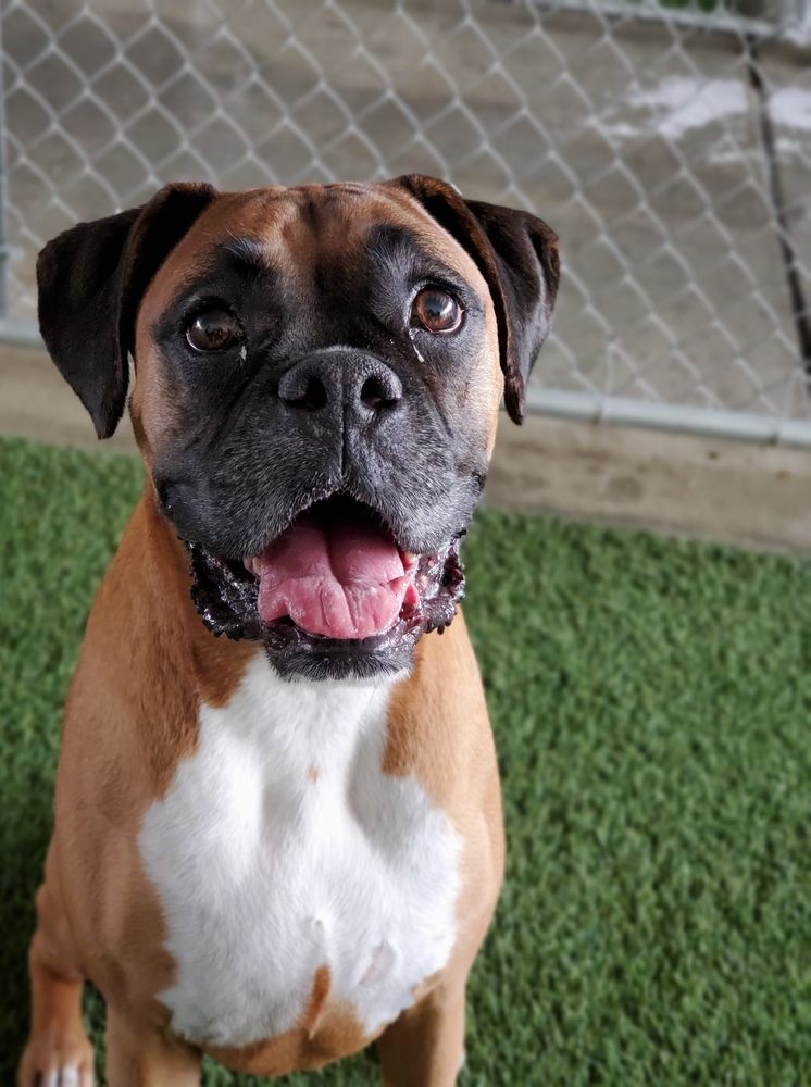 TOP NOTCH KENNELS - Updated October 2025 - 108 Photos & 120 Reviews ...