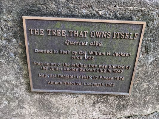 THE TREE THAT OWNS ITSELF - Updated October 2025 - 22 Photos & 15 ...