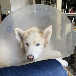 REED ANIMAL HOSPITAL - 84 Photos & 307 Reviews - 1657 S Bascom Ave ...